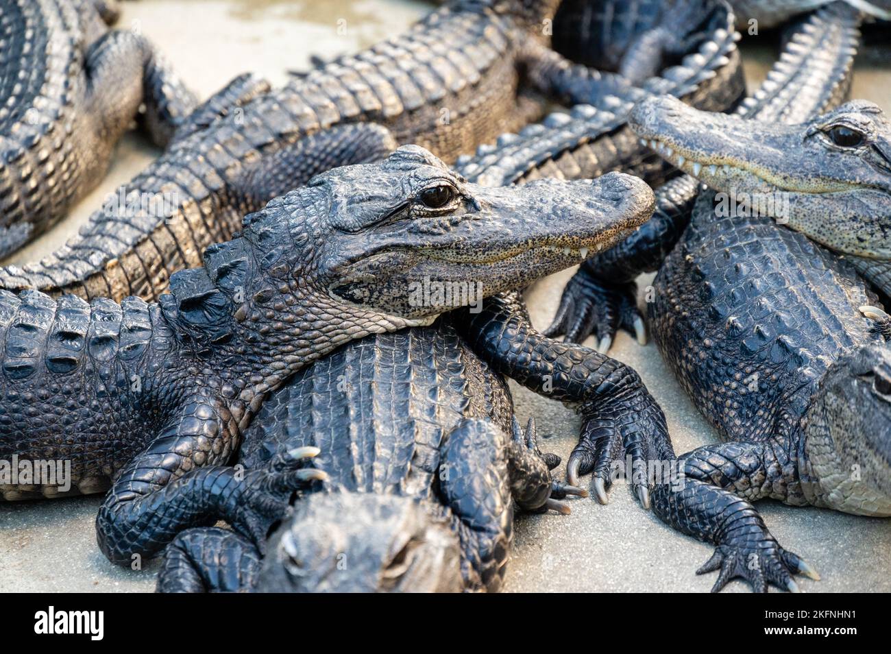 Baby crocodiles resting together on a farm Stock Photo - Alamy