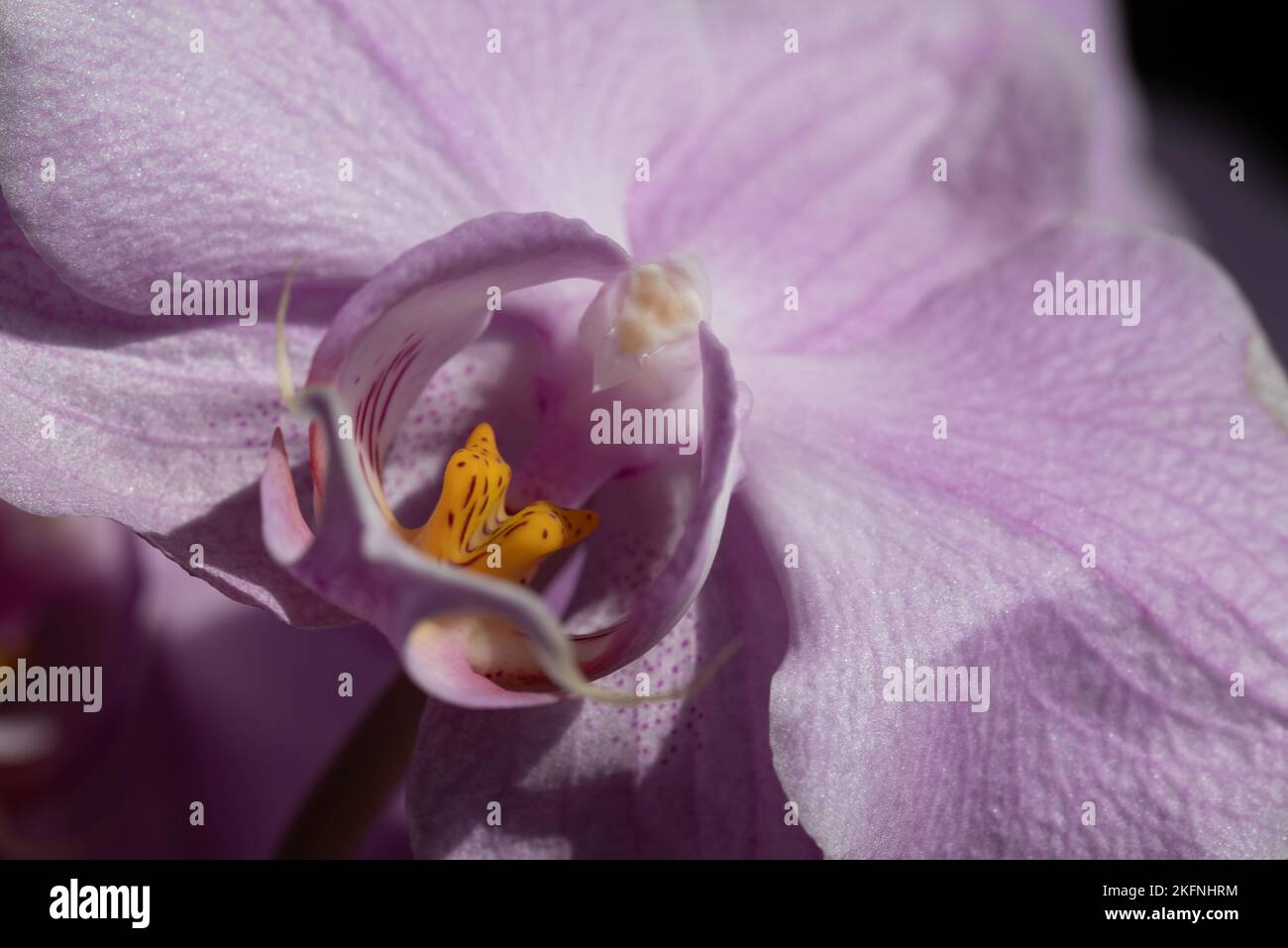 Orchids labellum hi-res stock photography and images - Alamy