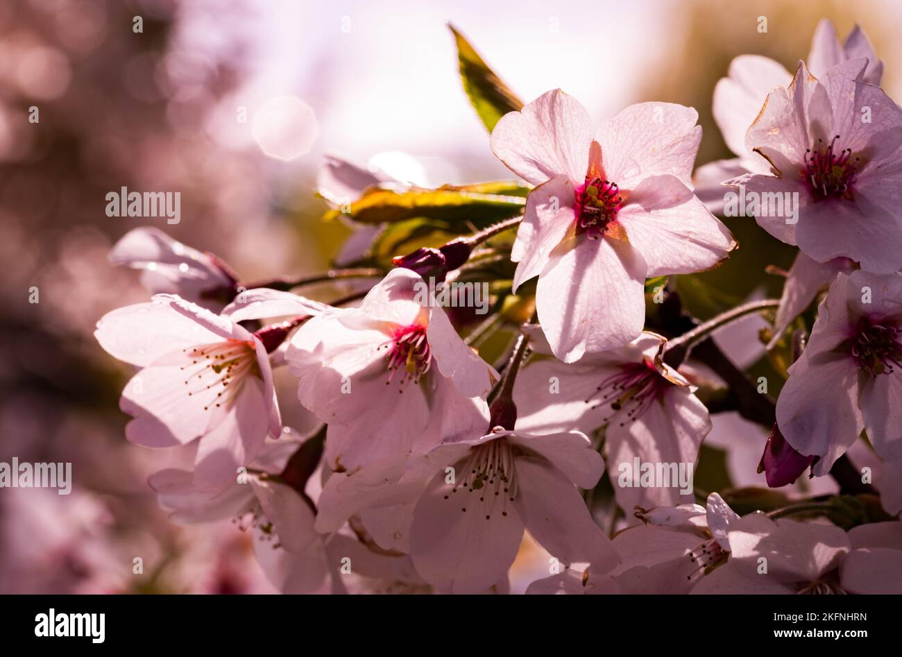 A closeup of Prunus yedoensis, Yoshino cherry Stock Photo - Alamy
