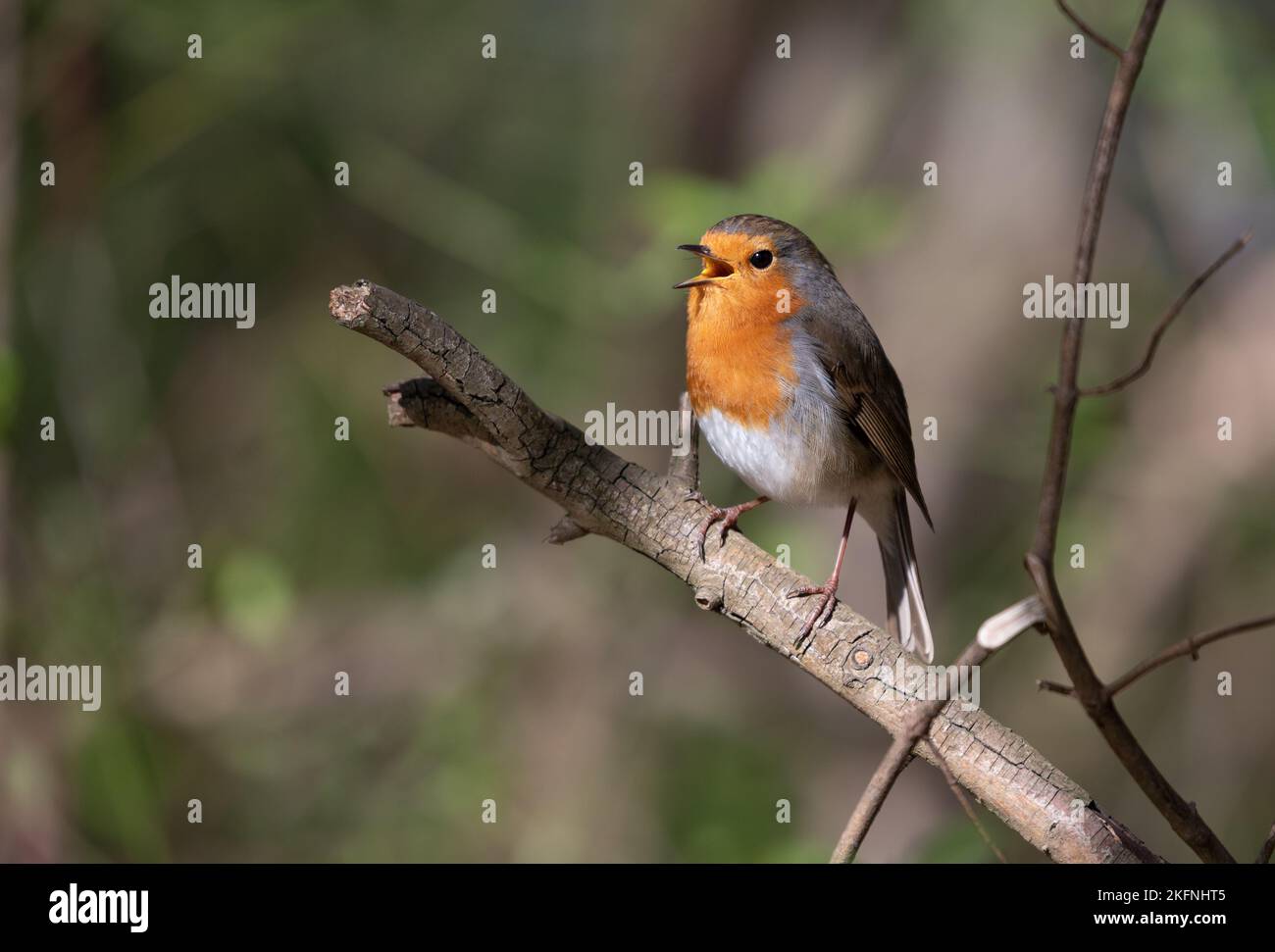 A closeup of a European robin, Erithacus rubecula perched on a tree ...