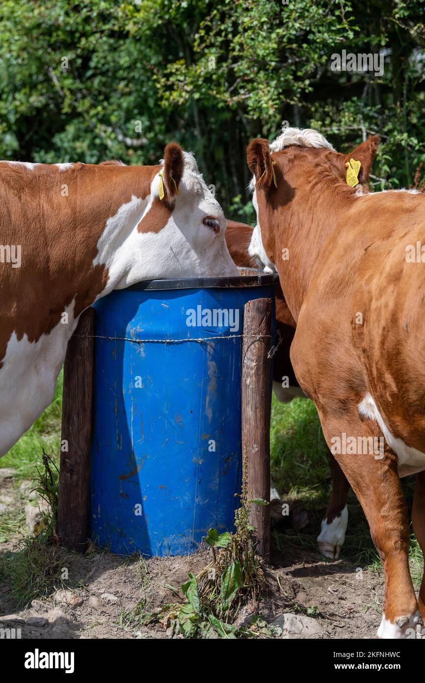 Hereford cattle eating feed blocks from raised bucket to prevent ...