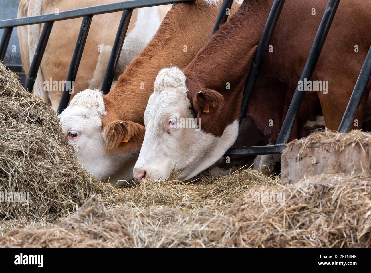 White headed beef cattle feeding on silage from behind a feed barrier ...