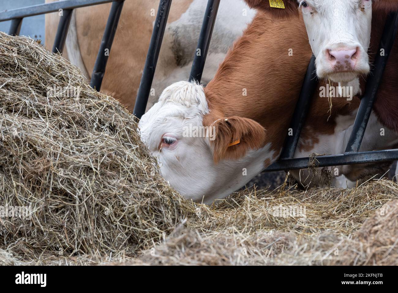 White headed beef cattle feeding on silage from behind a feed barrier ...