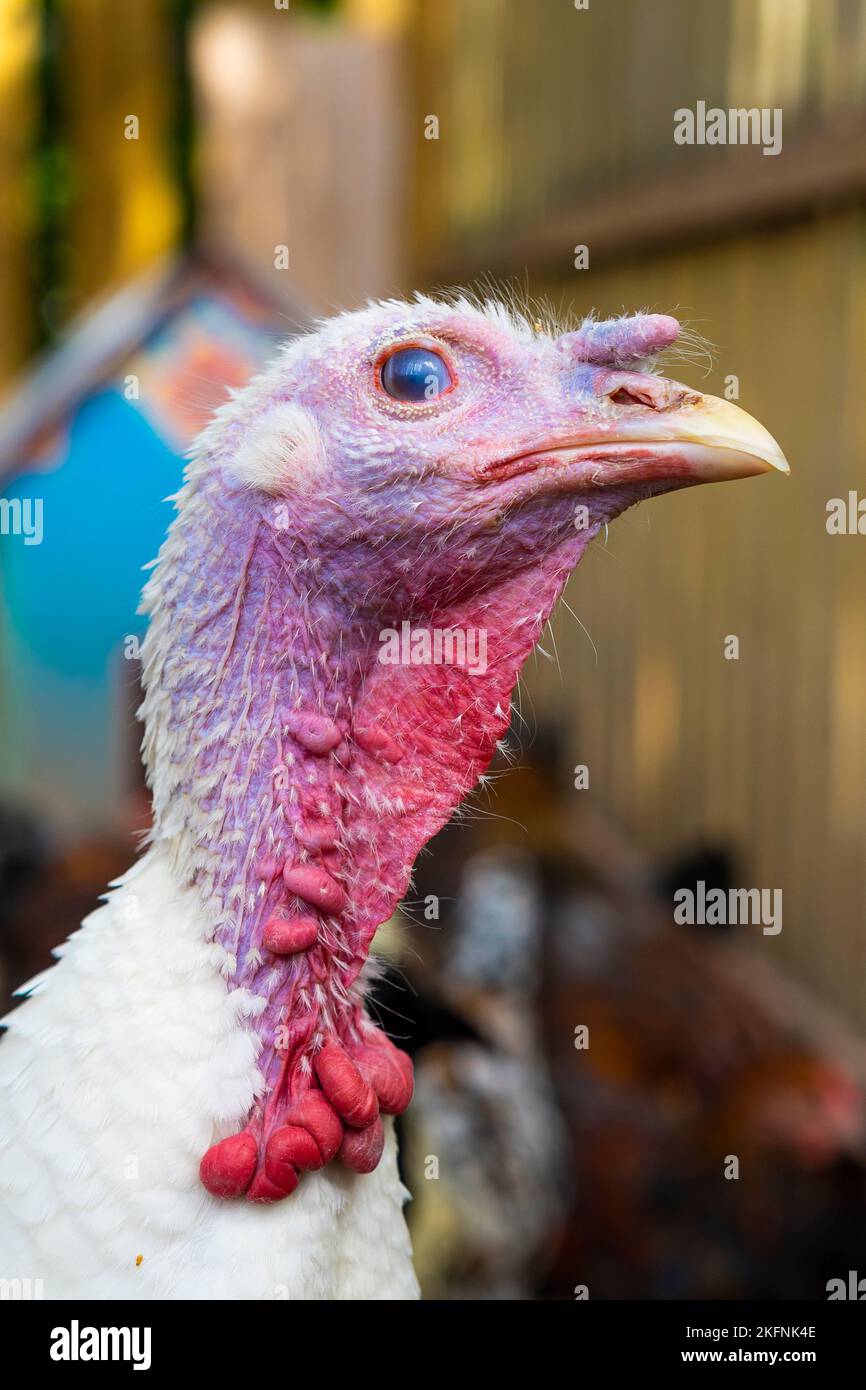 Turkey on a farm , breeding turkeys. White turkey portrait Stock Photo ...