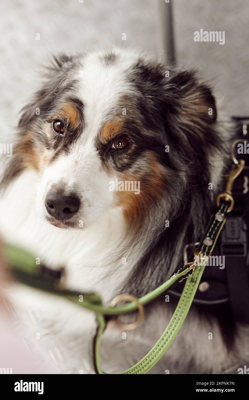 A furry white brown dog looking at the camera Stock Photo - Alamy