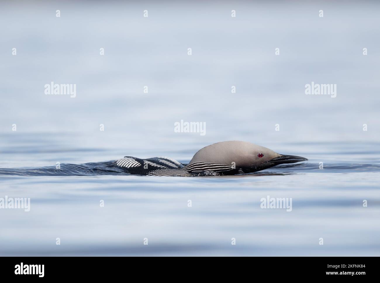 A Black Throated Loon floating in the river Stock Photo - Alamy