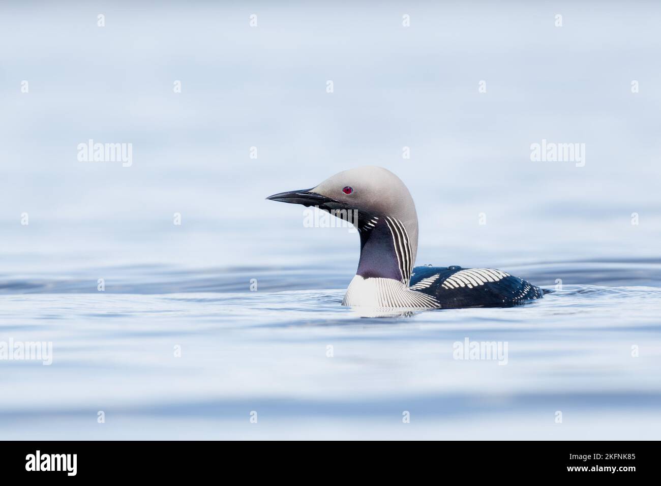 A Black Throated Loon floating in the river Stock Photo - Alamy