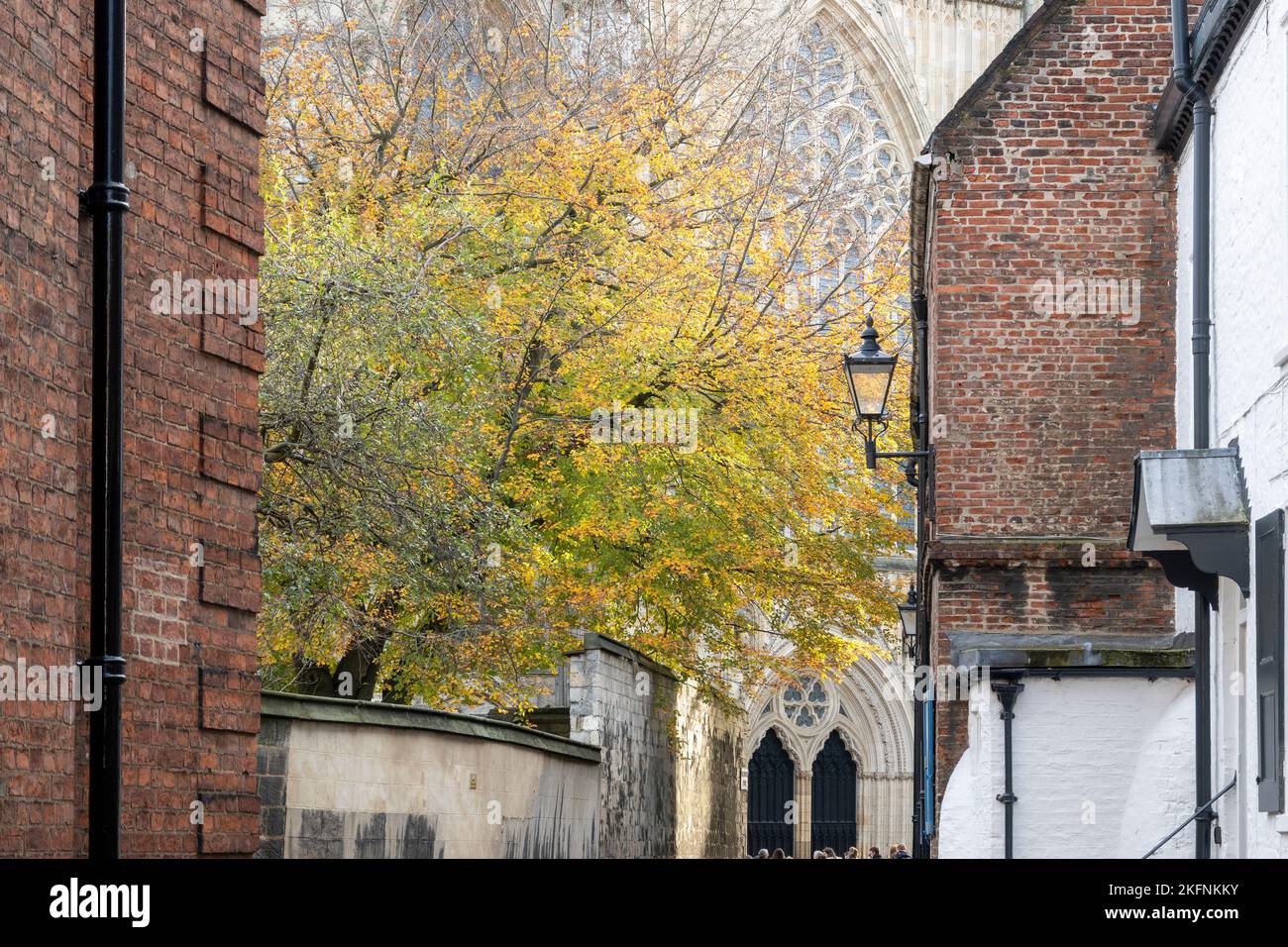 Autumn leaves on a tree - York Stock Photo - Alamy