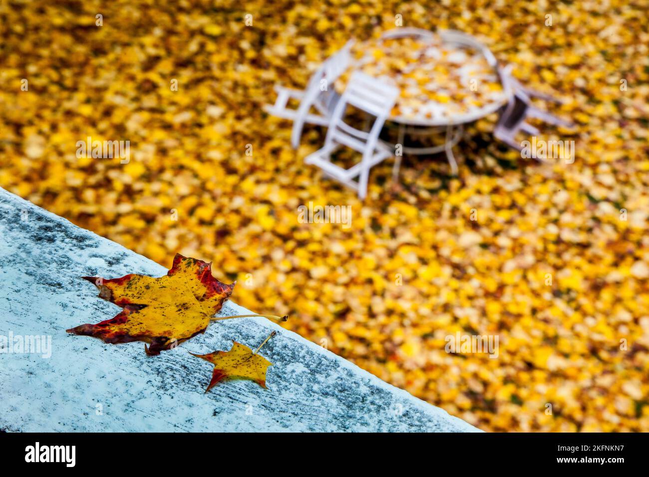 Autumn leaves view with garden furniture and yellow colored leaves in ...