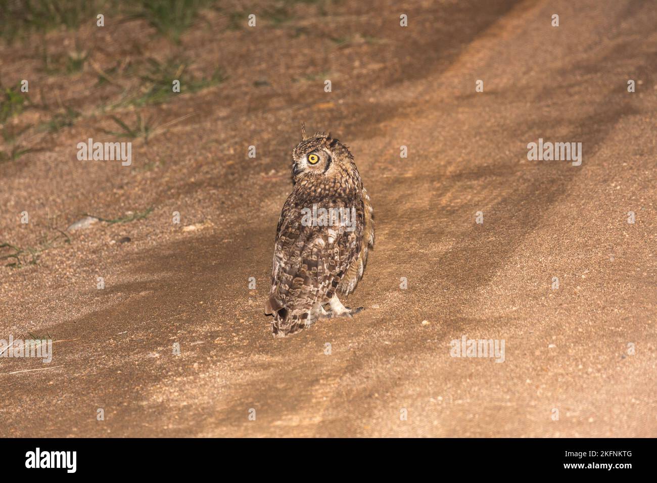 Spotted Eagle Owl (Bubo africanus) at night on a track in Kruger ...