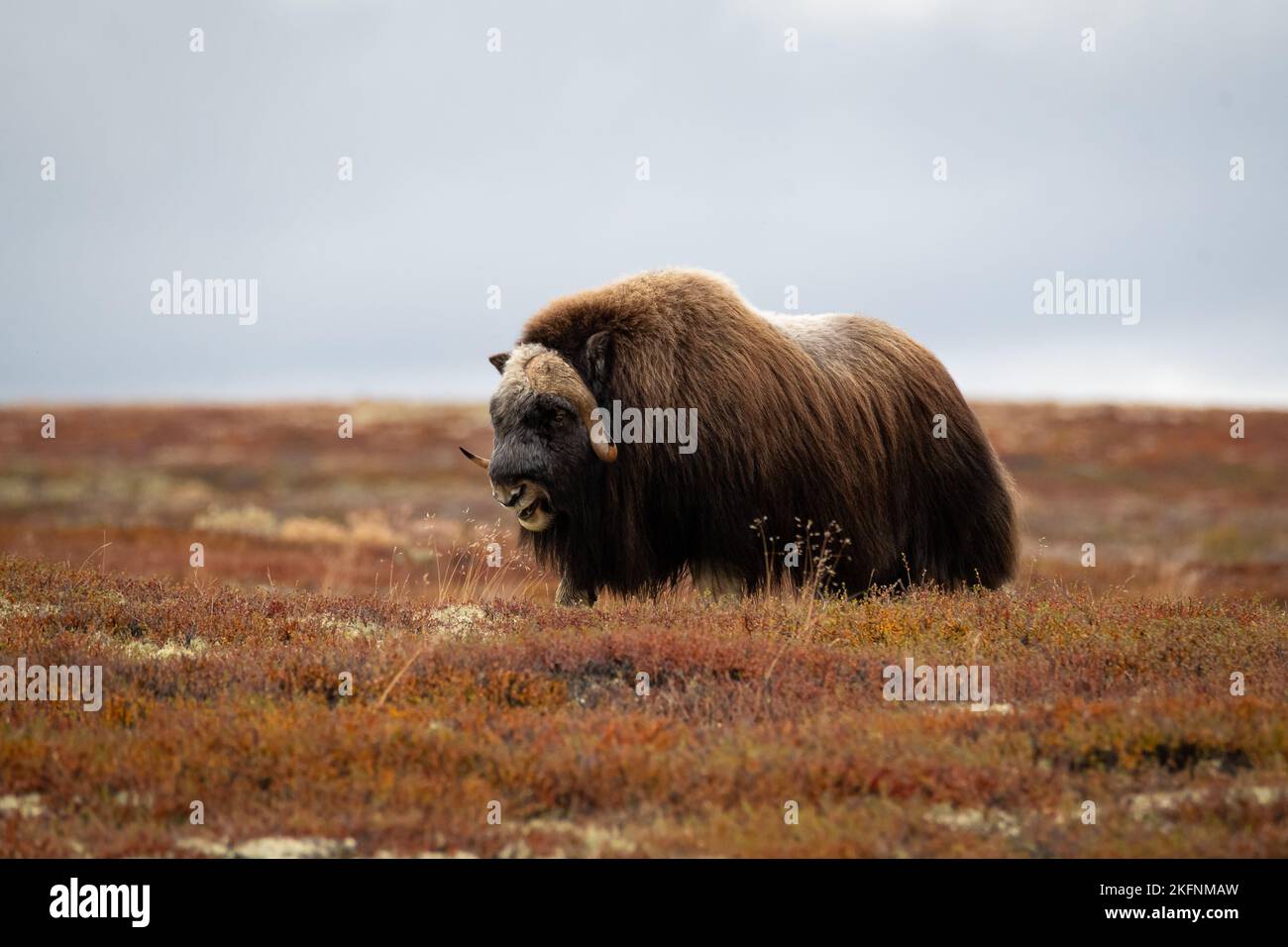 The musk ox farm hi-res stock photography and images - Alamy