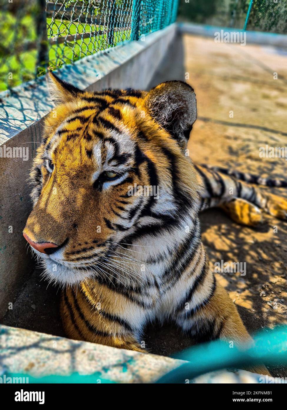 A vertical shot of a Bengal tiger chilling in a cage Stock Photo - Alamy