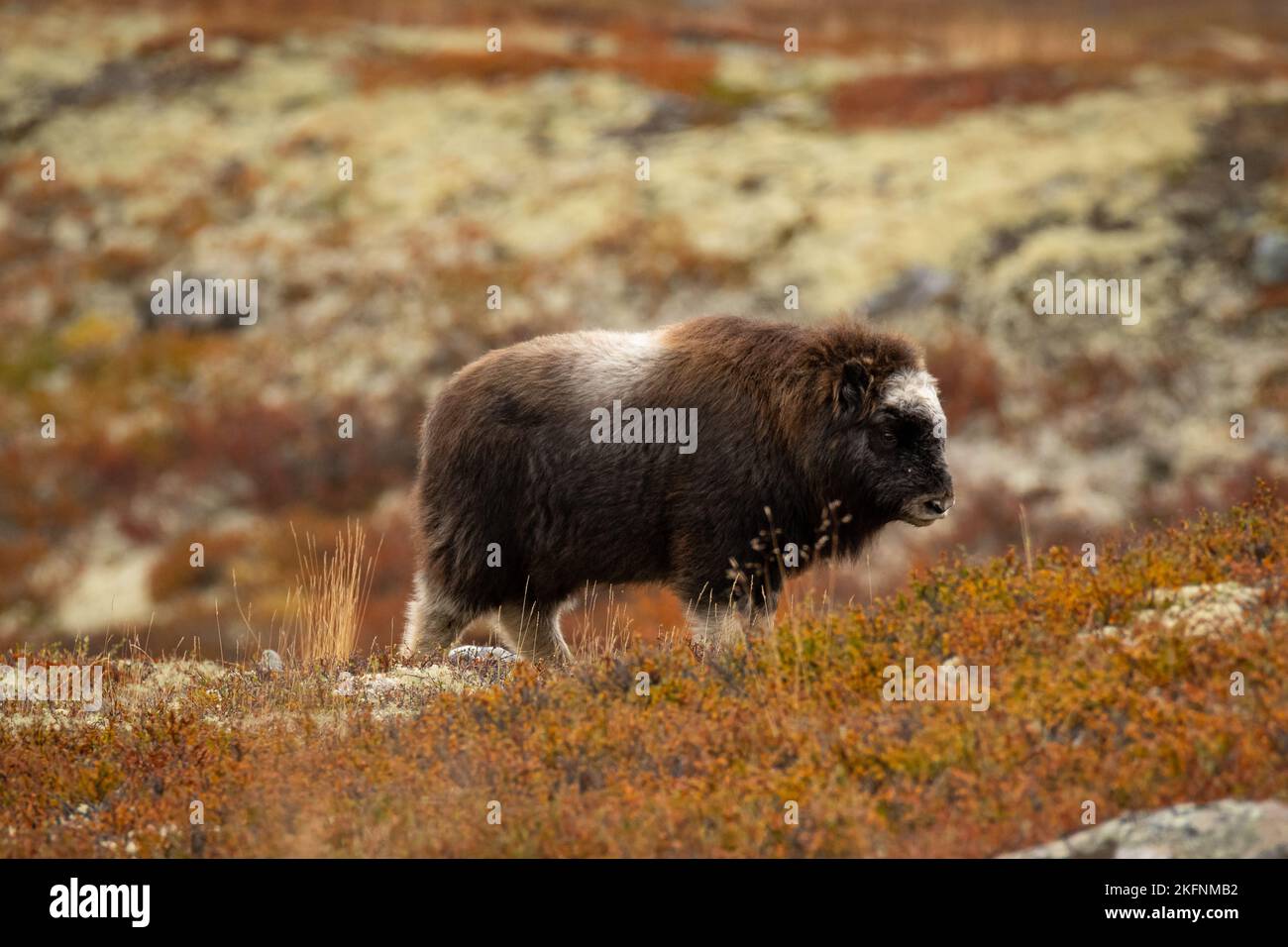 Tundra Musk Ox Baby