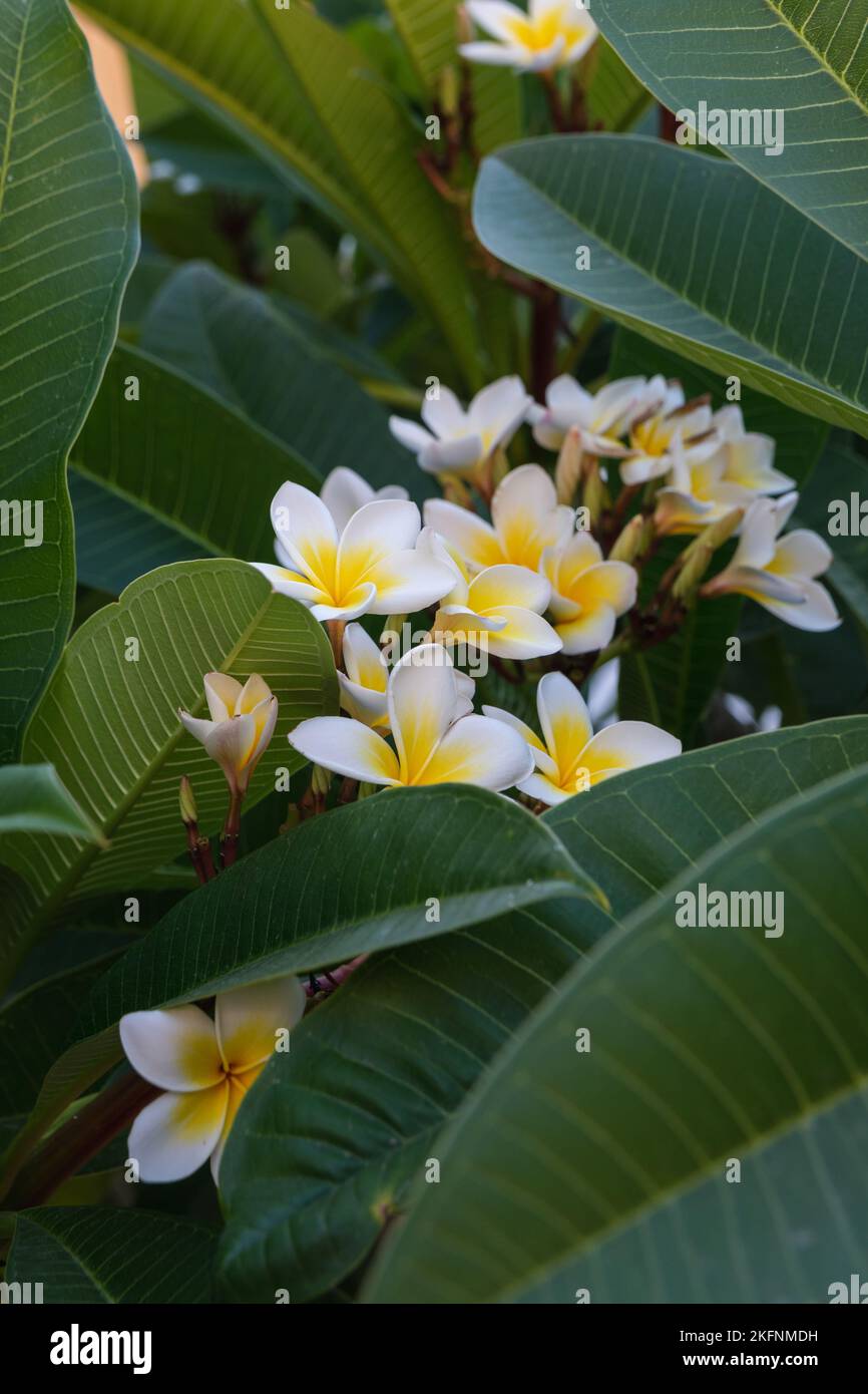 The vertical macro shot of the Plumeria alba floral plant growing with ...