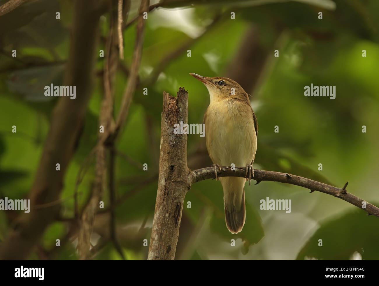 Blyth's Reed-warbler (Acrocephalus dumetorum) perched on dead tree Sri ...