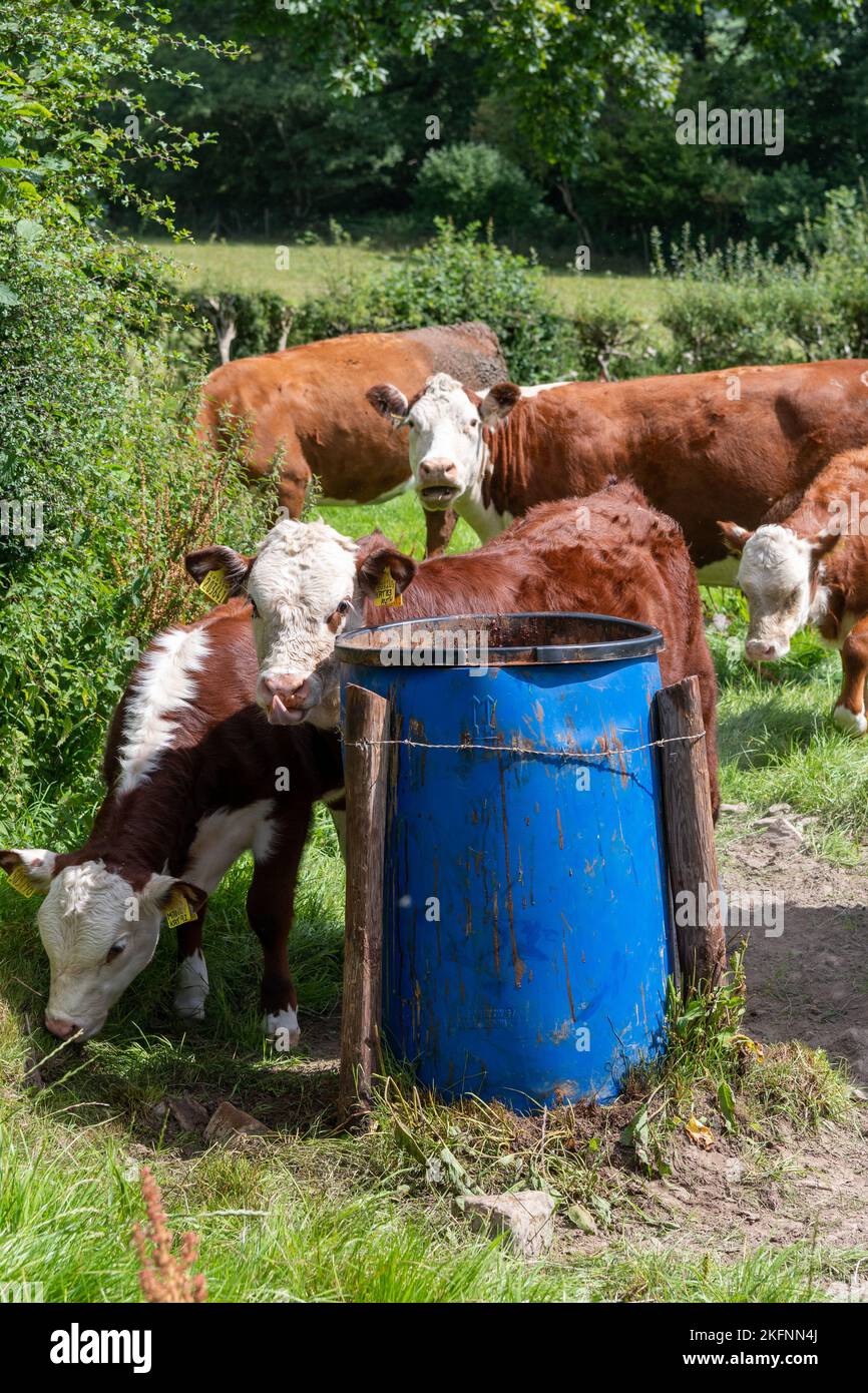 Hereford cattle eating feed blocks from raised bucket to prevent ...