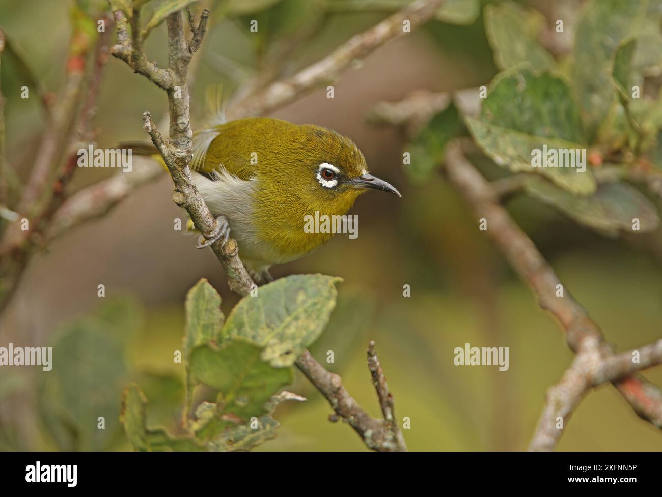 Sri Lanka White-eye (Zosterops ceylonensis) adult perched on twig (Sri ...