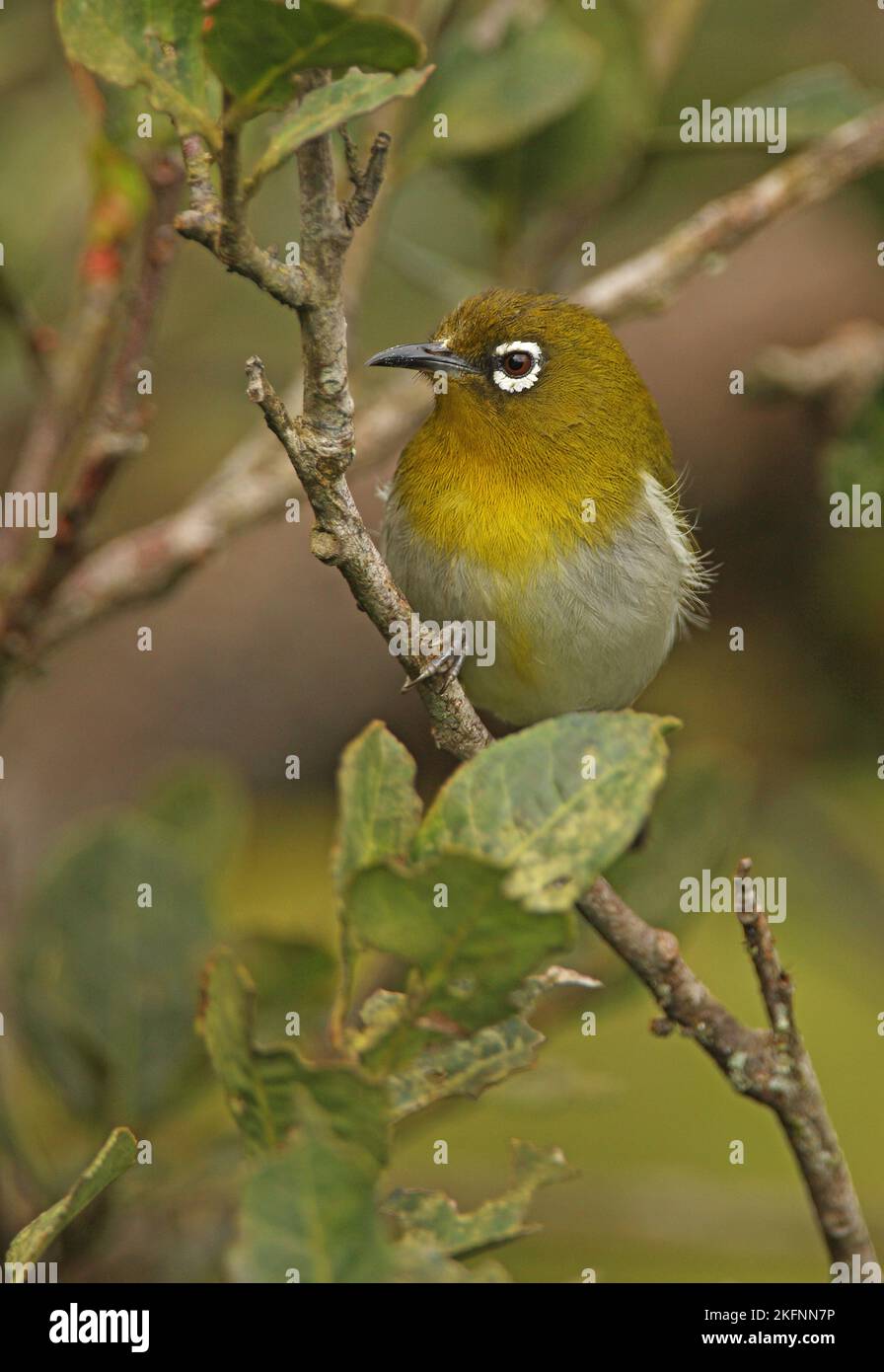 Sri Lanka White-eye (Zosterops ceylonensis) adult perched on twig (Sri ...