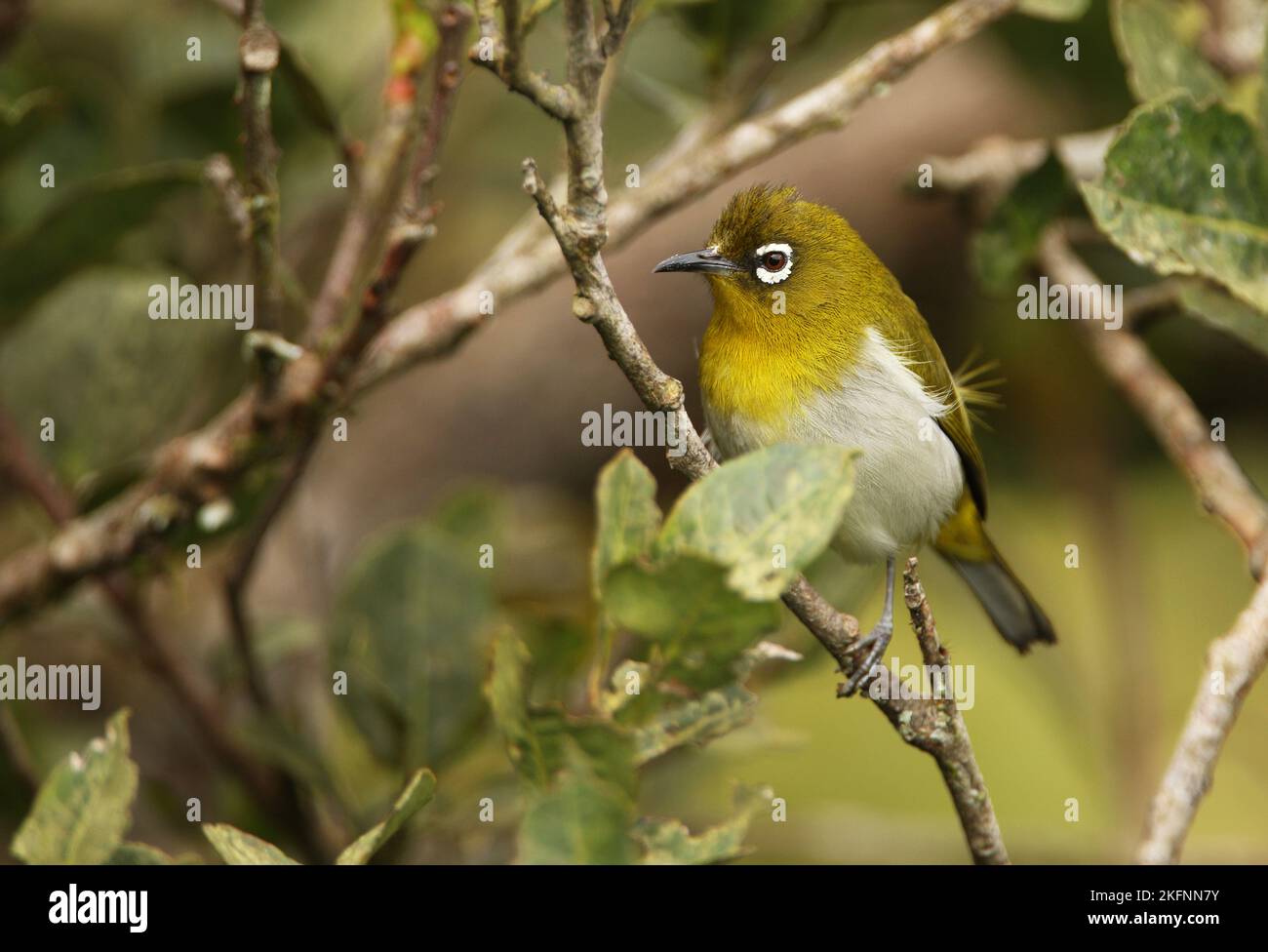 Sri Lanka White-eye (Zosterops ceylonensis) adult perched on twig with ...