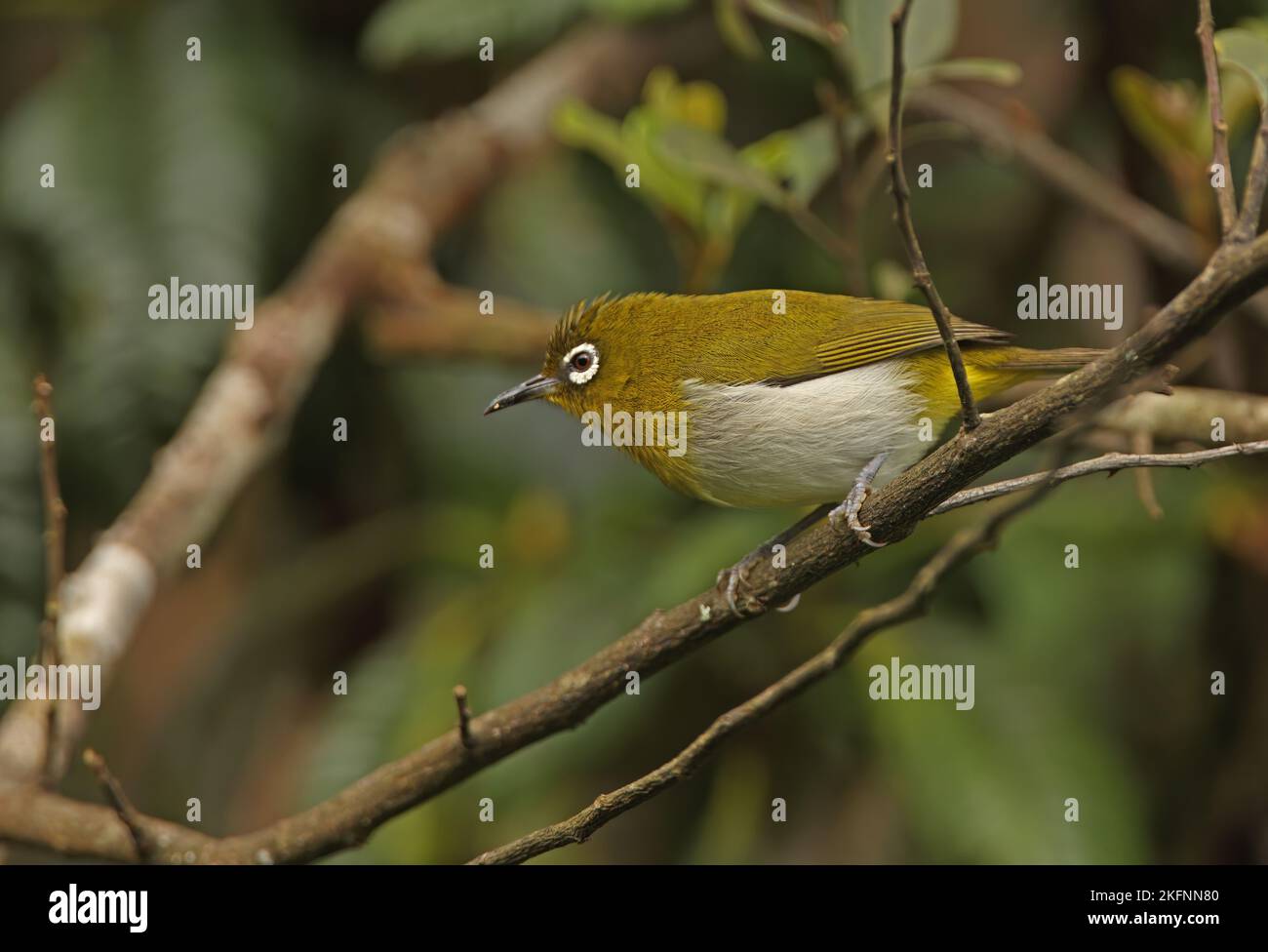 Sri Lanka White-eye (Zosterops ceylonensis) adult perched on twig (Sri ...