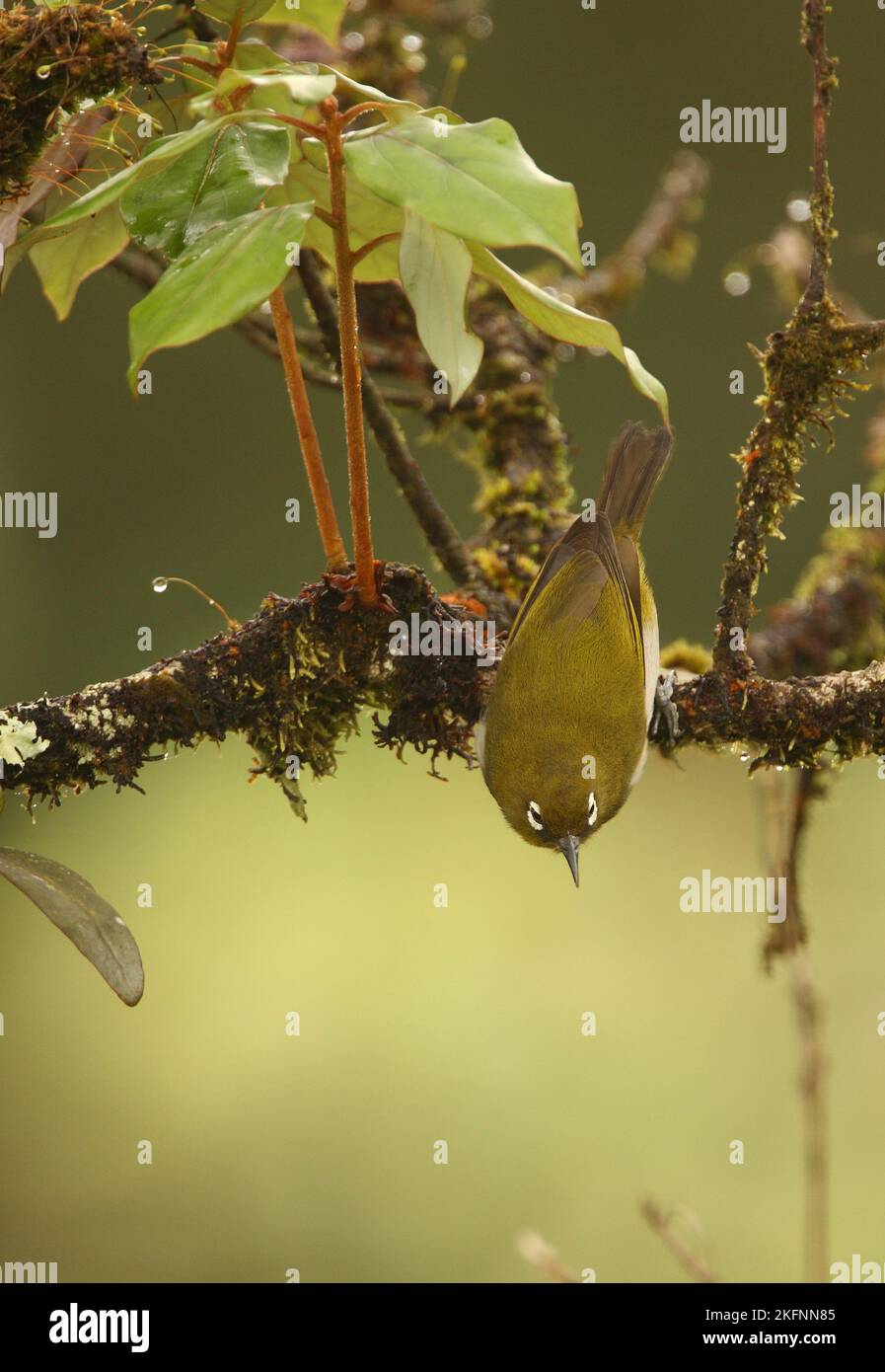 Sri Lanka White-eye (Zosterops ceylonensis) adult hanging from mossy ...