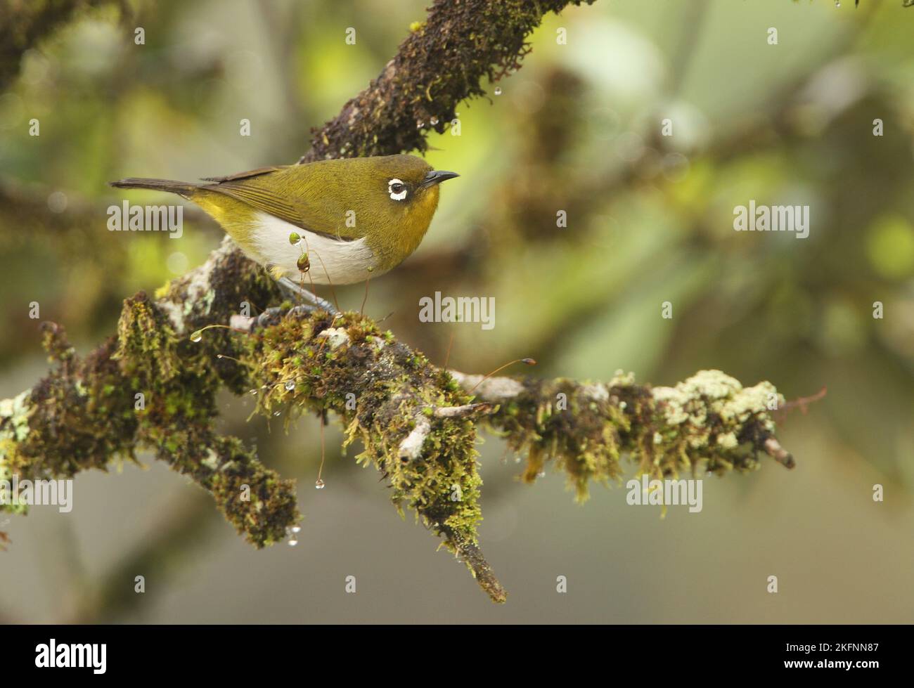 Sri Lanka White-eye (Zosterops ceylonensis) adult perched on mossy twig ...