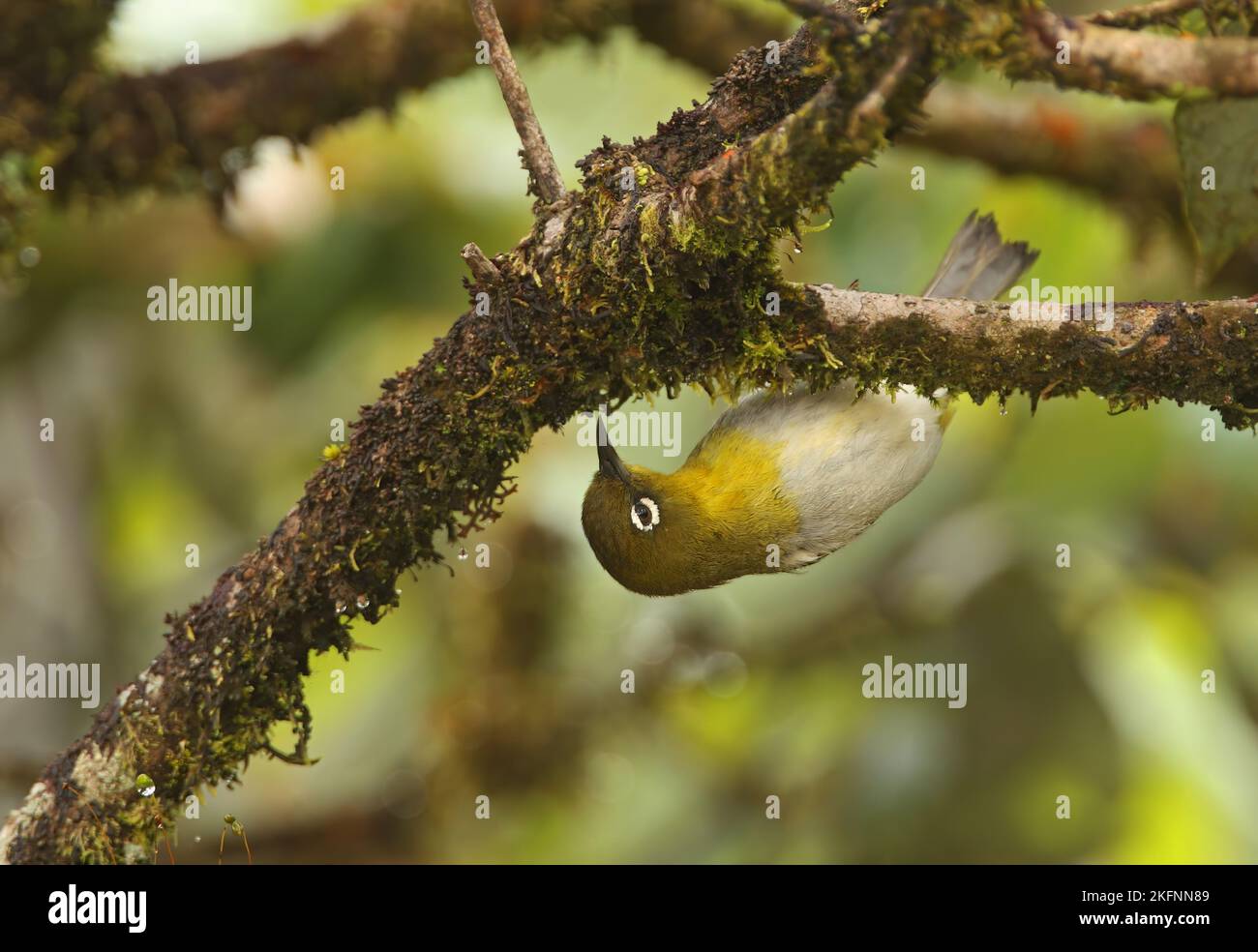 Sri Lanka White-eye (Zosterops ceylonensis) adult feeding hanging from ...