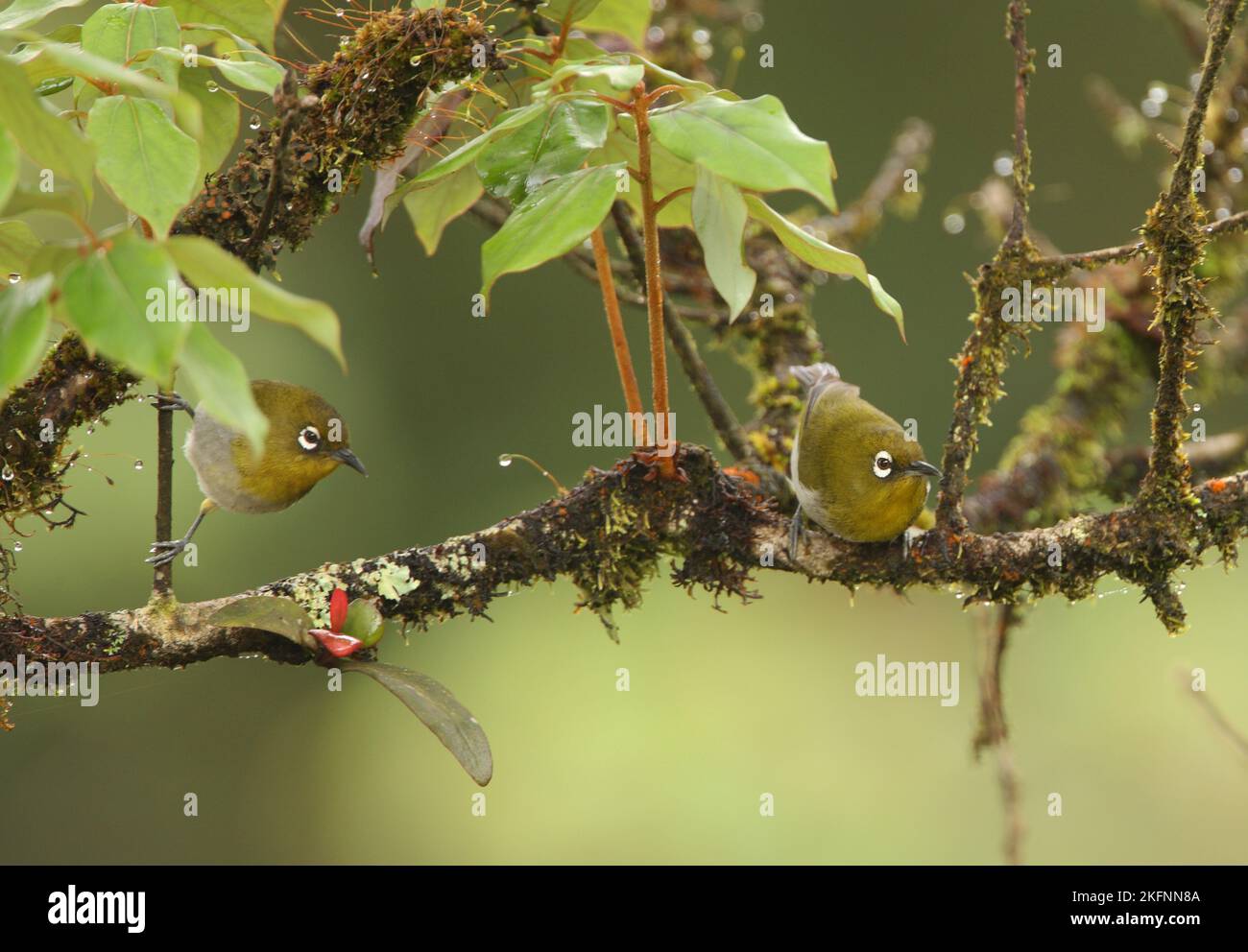 Sri Lanka White-eye (Zosterops ceylonensis) two adults feeding on a ...