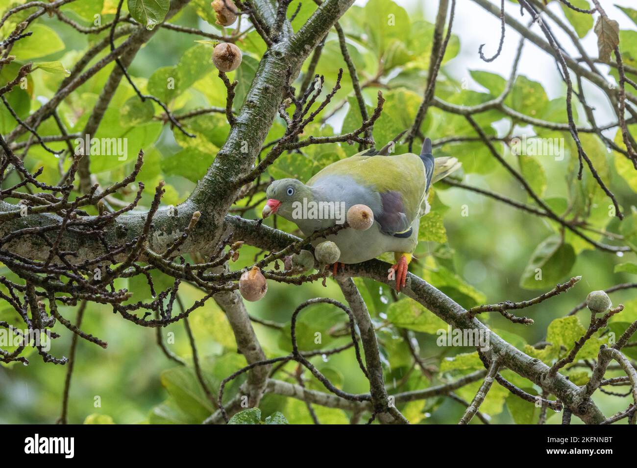 African Green Pigeon (Treron calvus) feeding in a fig tree in Kruger ...