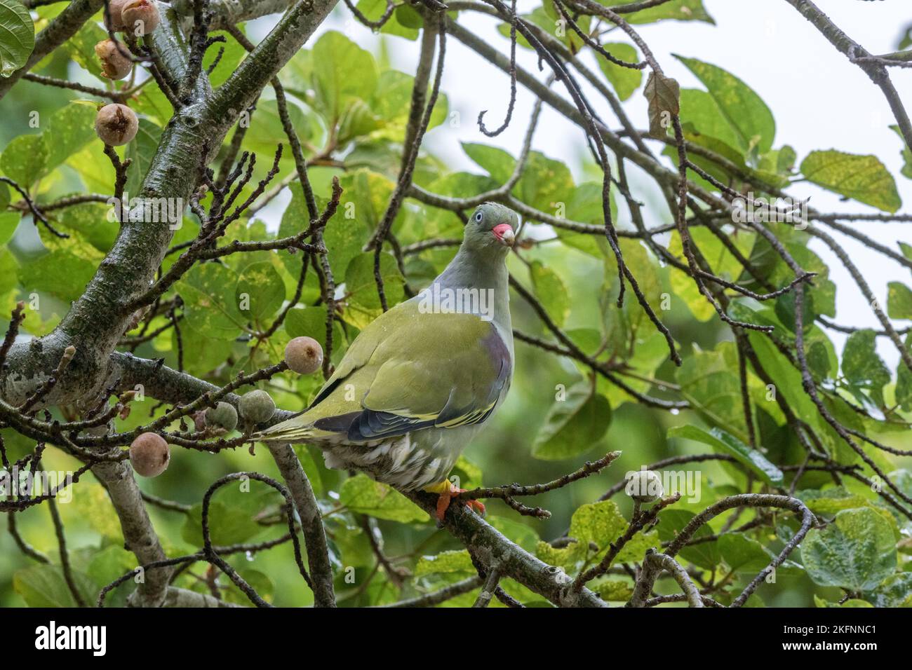 African green pigeon fig tree hi-res stock photography and images - Alamy