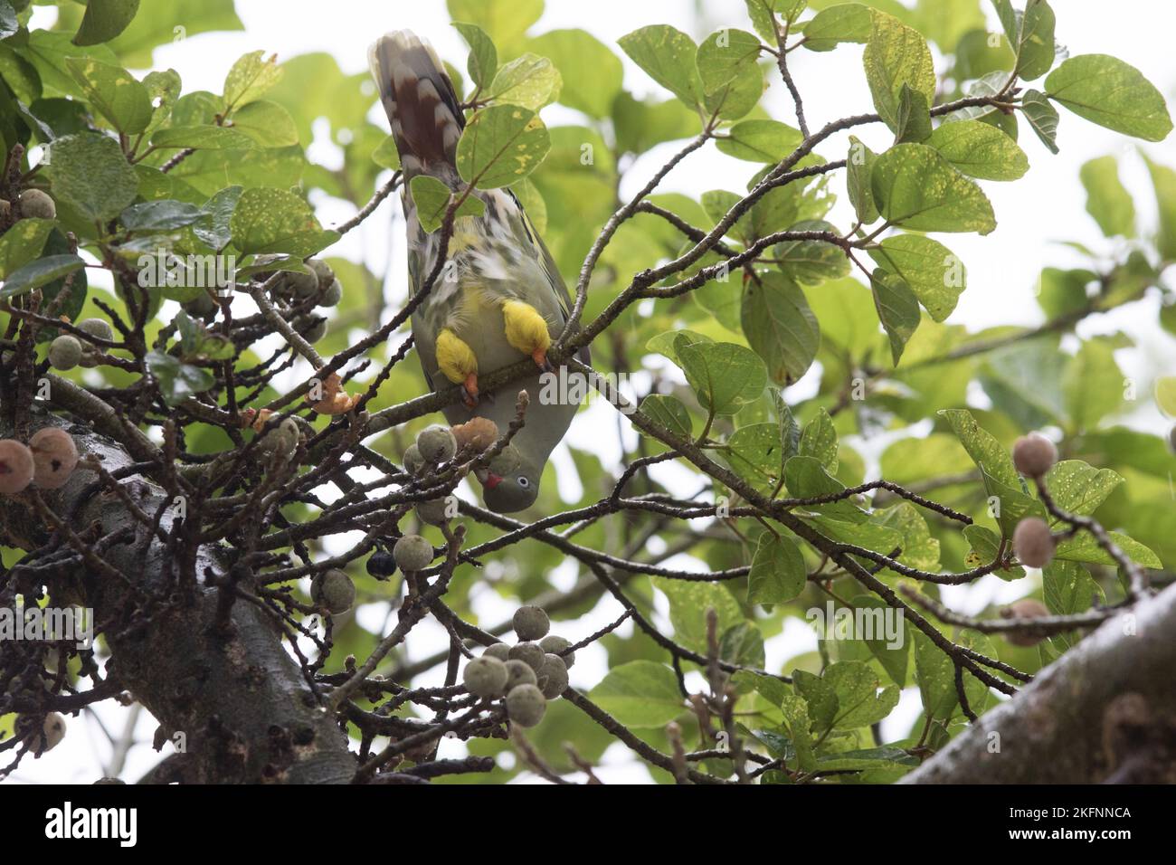 African Green Pigeon (Treron calvus) feeding in a fig tree in Kruger ...