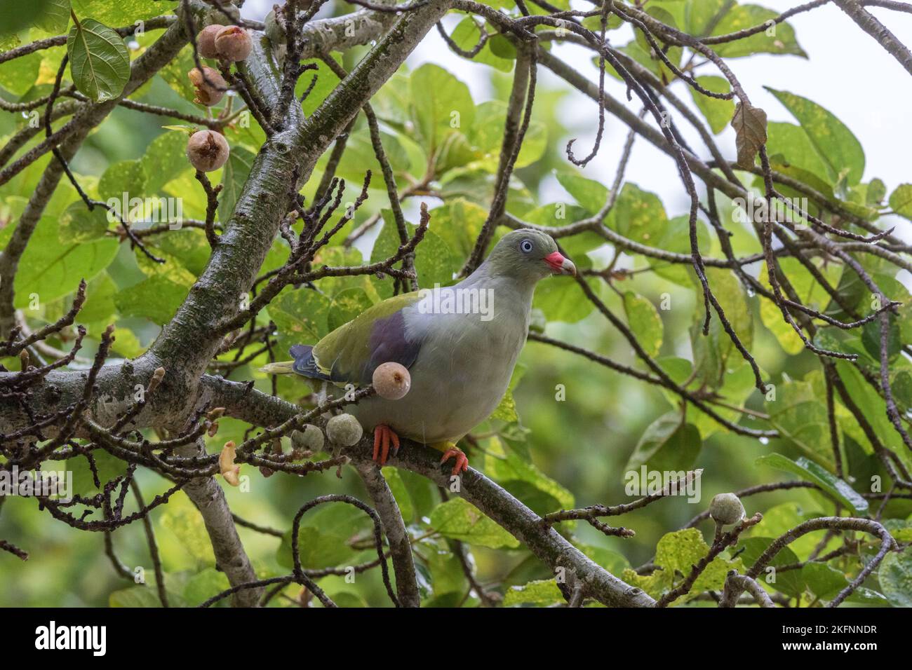 African Green Pigeon (Treron calvus) feeding in a fig tree in Kruger ...