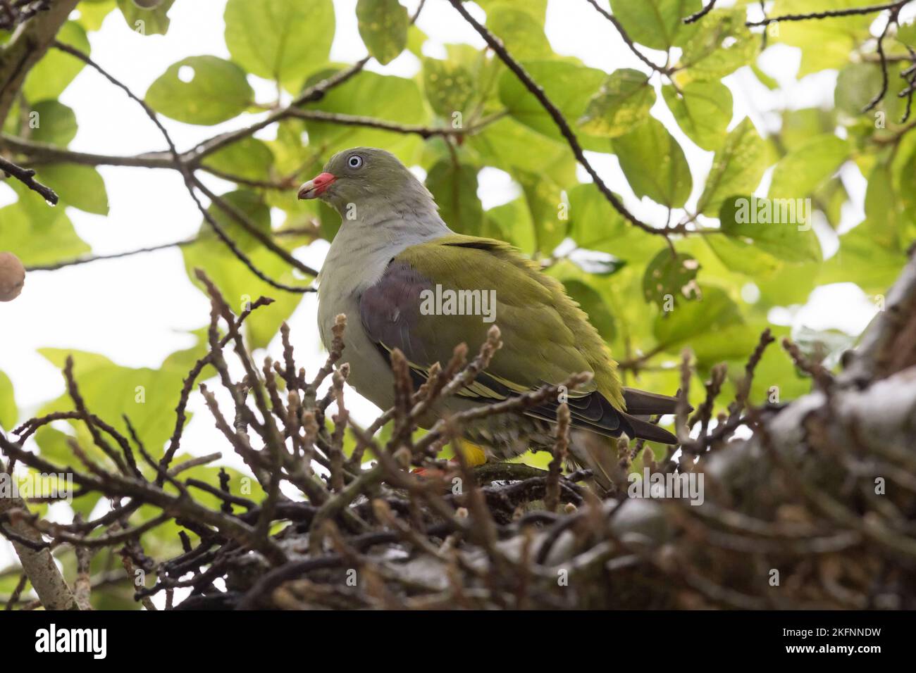 African green pigeon fig tree hi-res stock photography and images - Alamy