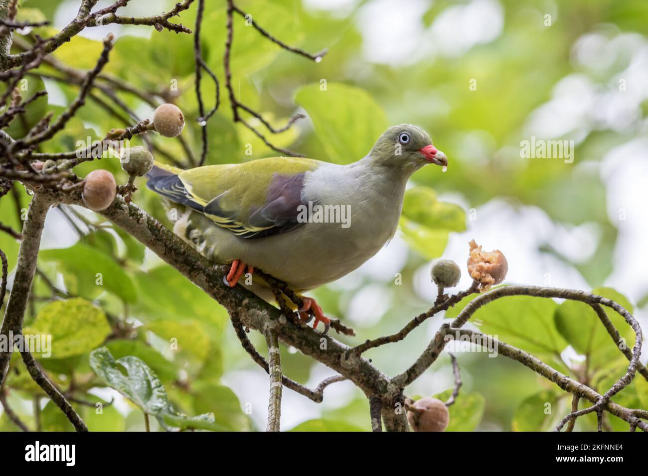 African Green Pigeon (Treron calvus) feeding in a fig tree in Kruger ...