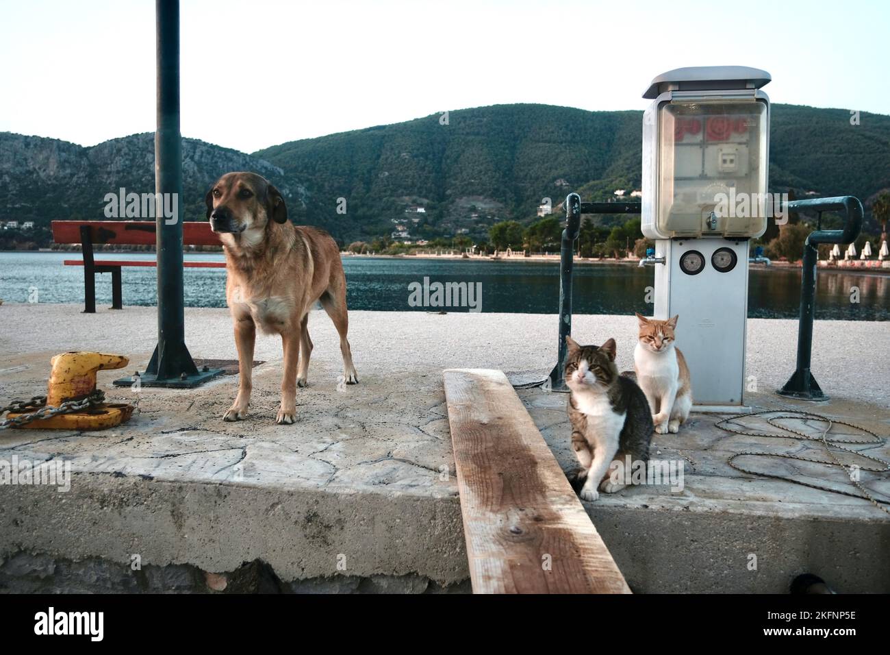 Wild cats and dogs on the quayside at a port in Greece. Epidavrous ...
