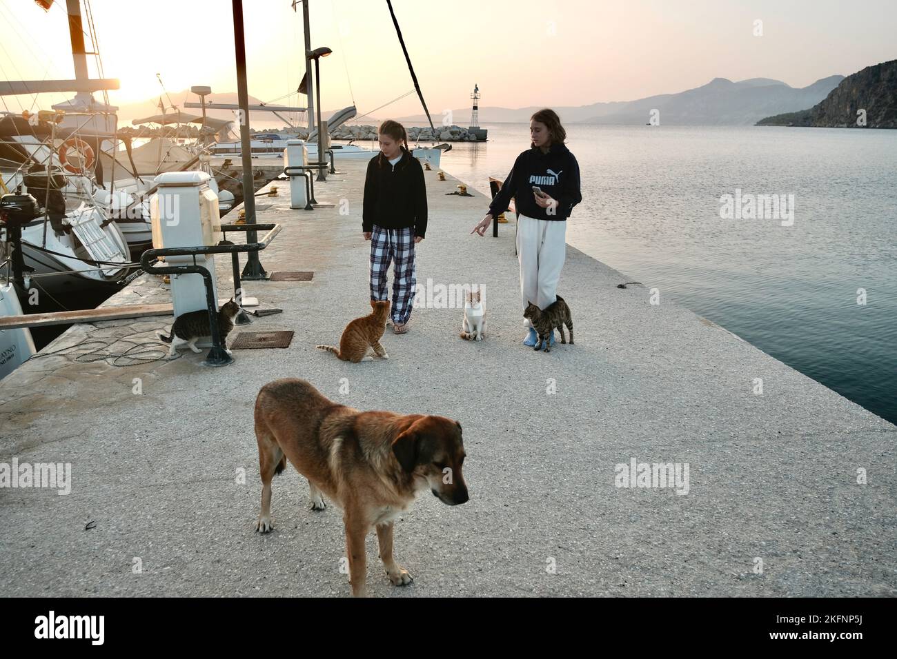 Wild cats and dogs on the quayside at a port in Greece. Epidavrous ...