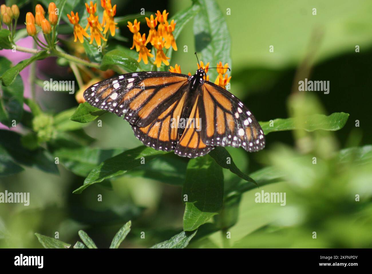 Monarch Butterfly in Lake Bluff, Illinois, USA Stock Photo - Alamy