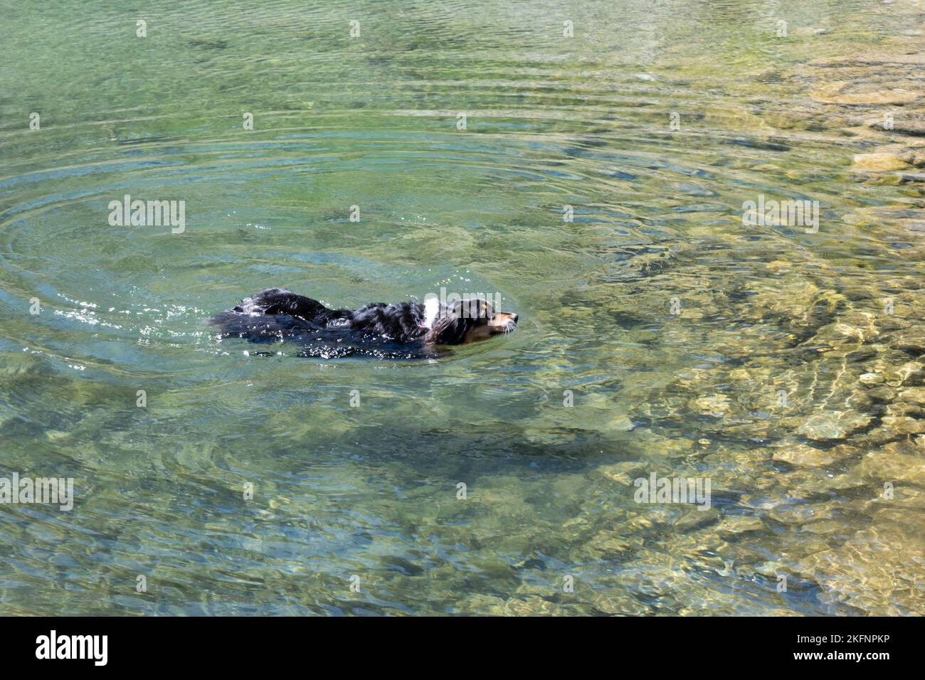 Dog swimming in small hi-res stock photography and images - Alamy