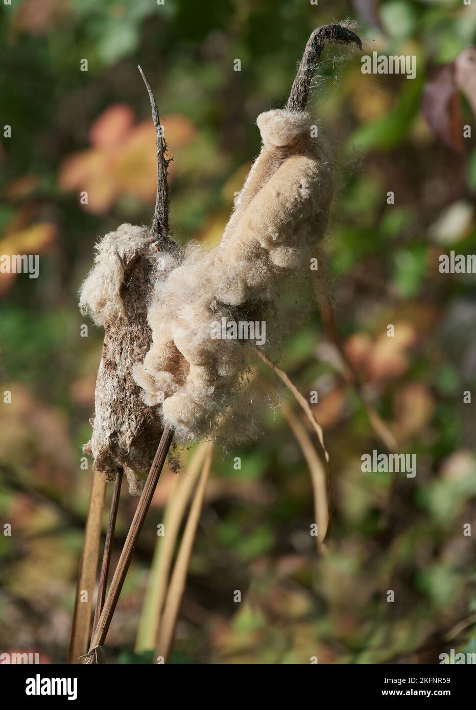 Cattail vegetation hi-res stock photography and images - Alamy