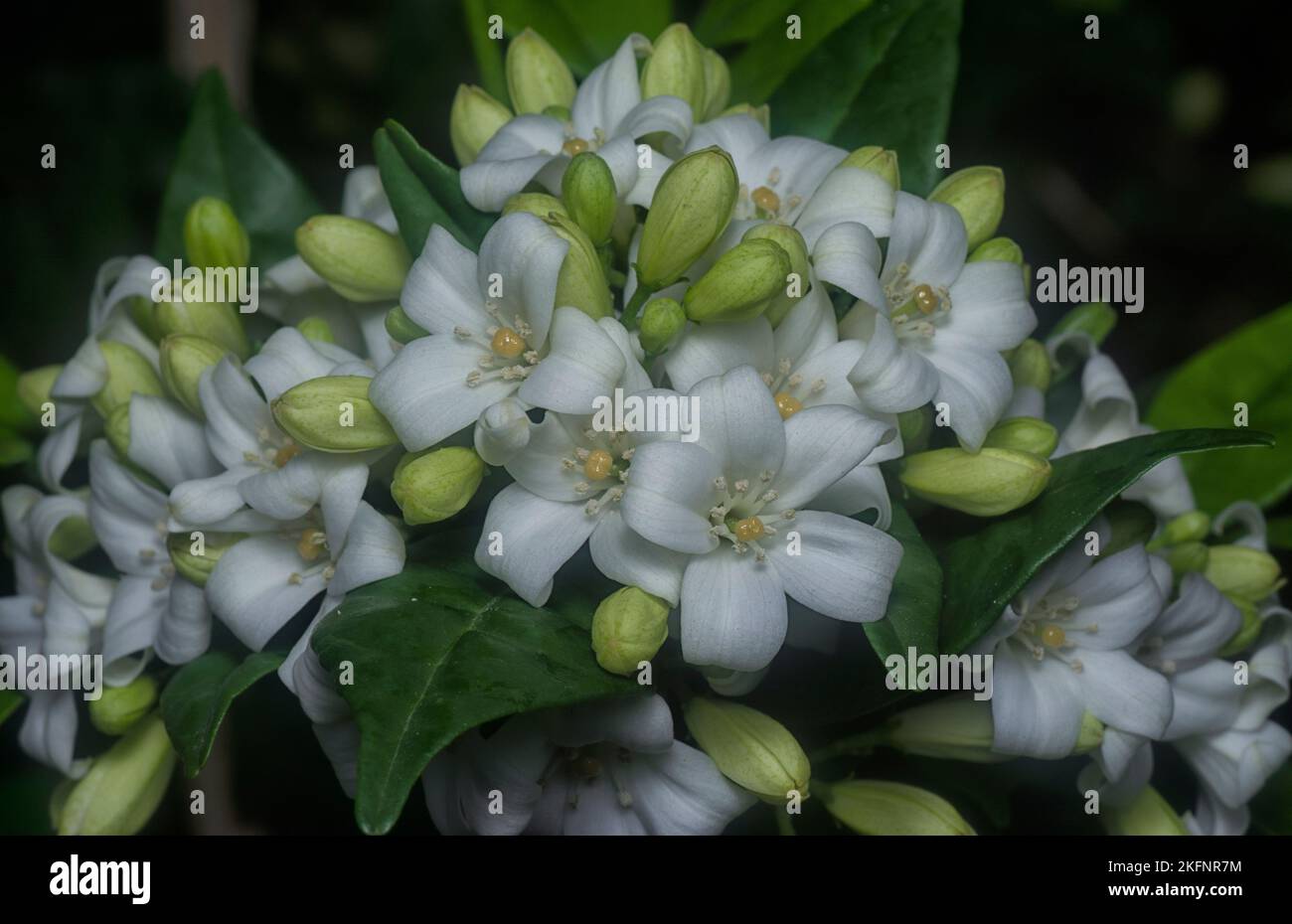 A closeup of Murraya paniculata, orange jasmine Stock Photo - Alamy
