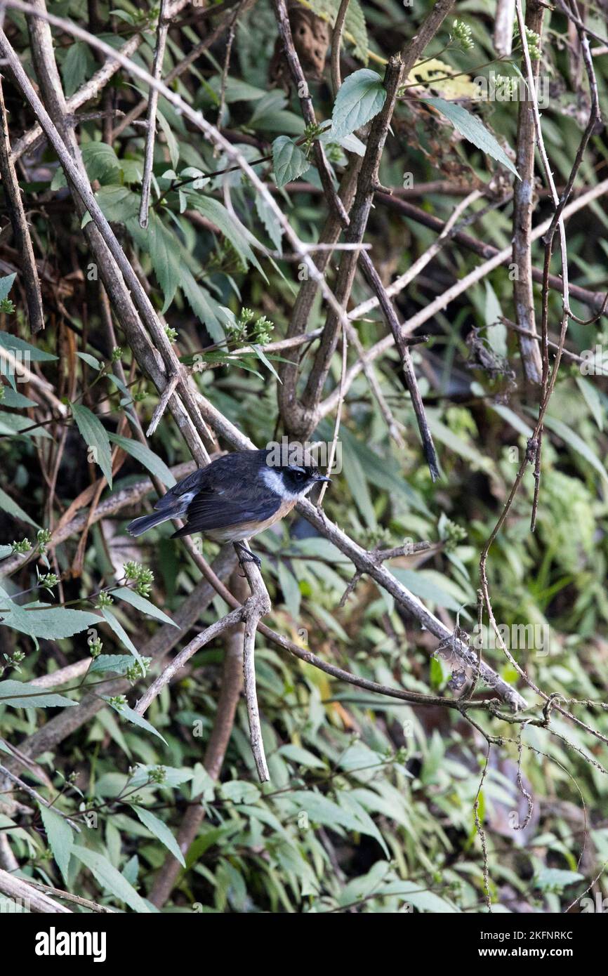 View of stonechats bird in La Reunion Stock Photo - Alamy
