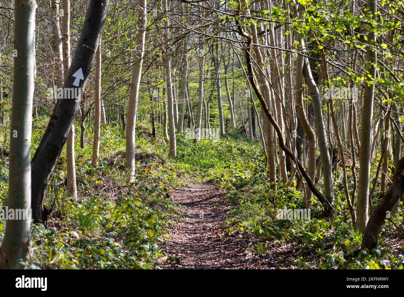 Footpath in Oxfordshire Woods Stock Photo - Alamy