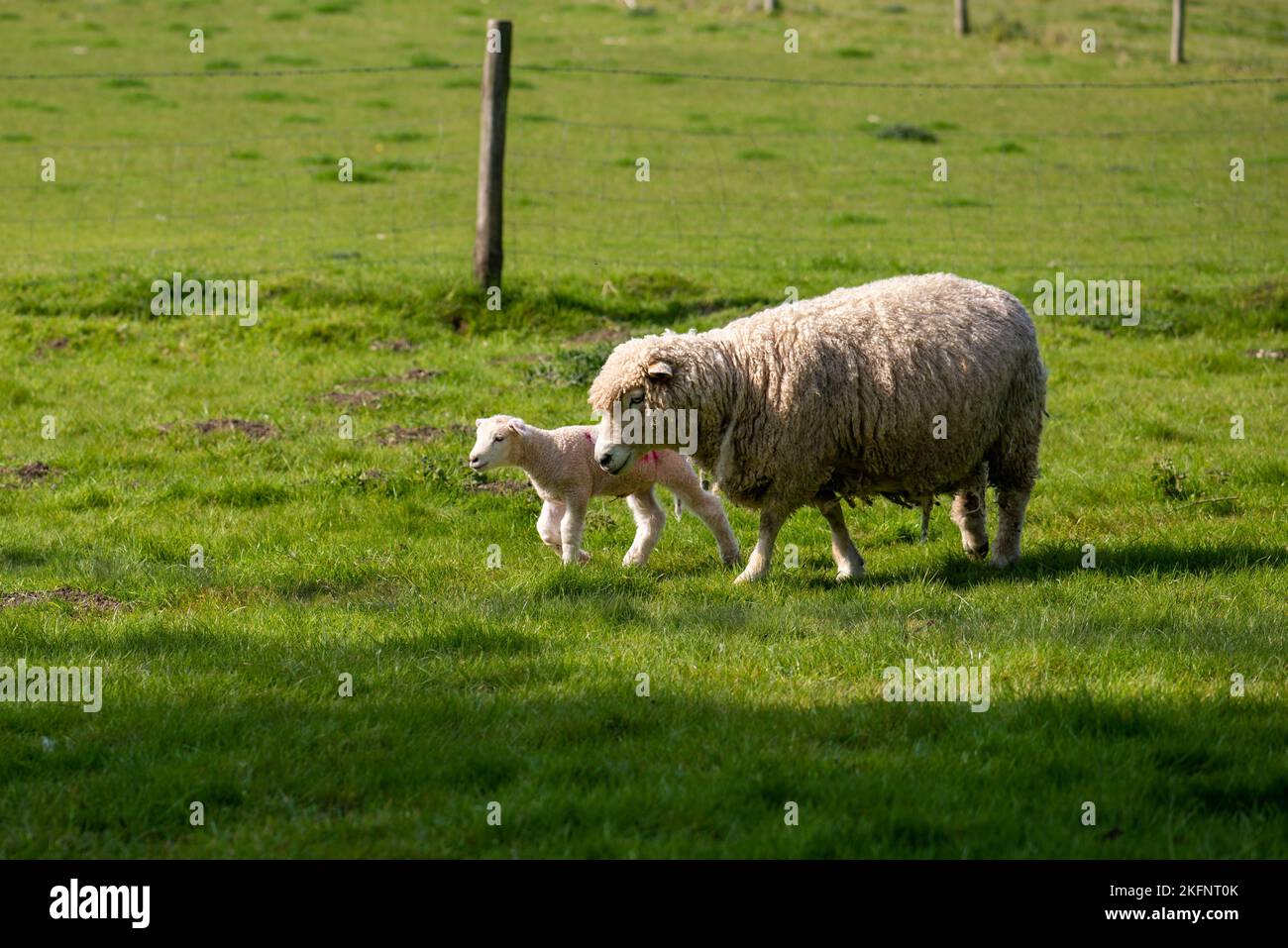 Mother Ewe and her lamb Stock Photo - Alamy