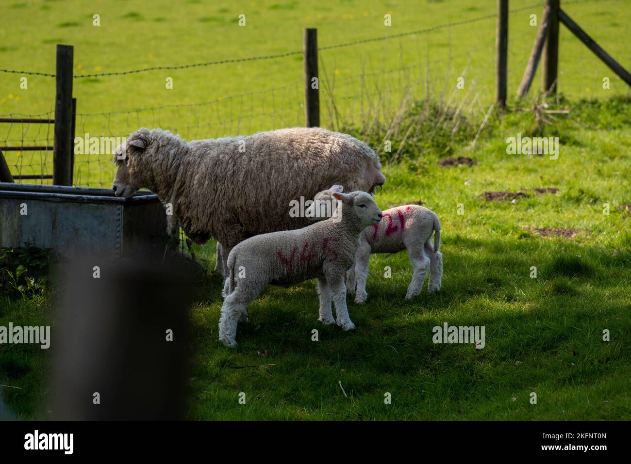 Mother Sheep and her two lambs Stock Photo - Alamy