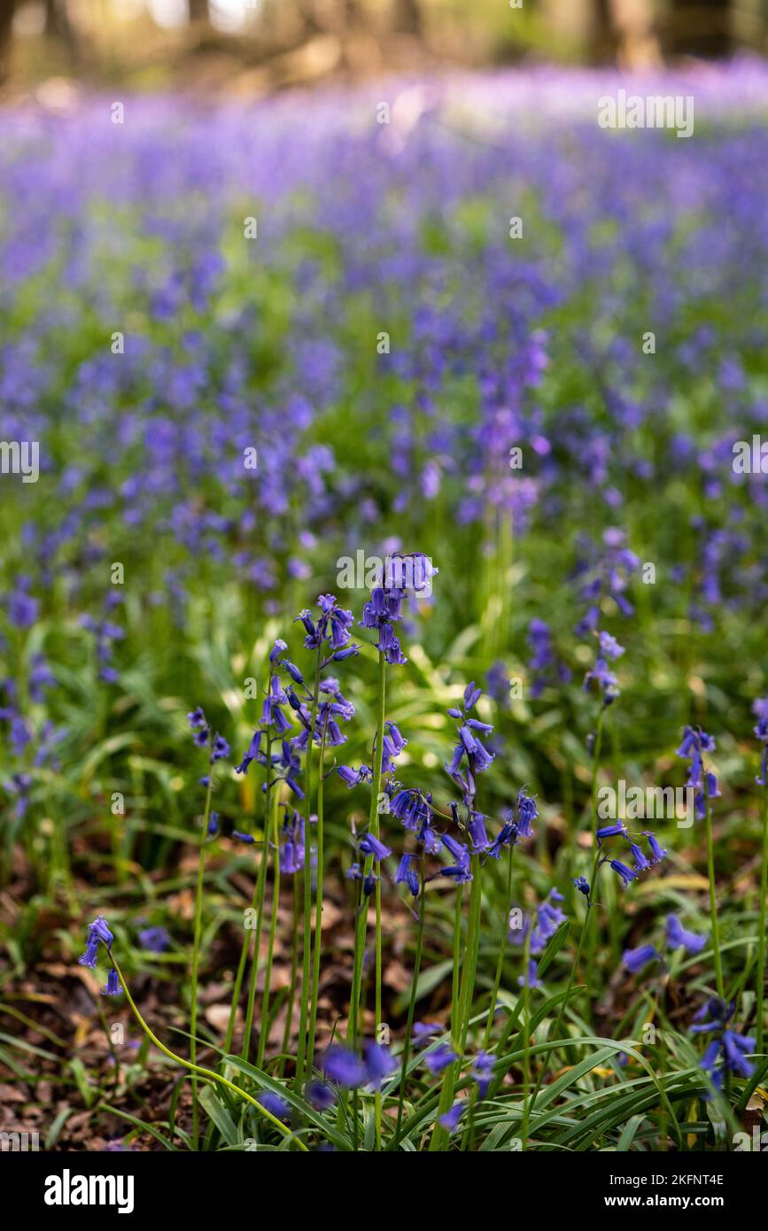 Bluebells wild flowers hi-res stock photography and images - Alamy