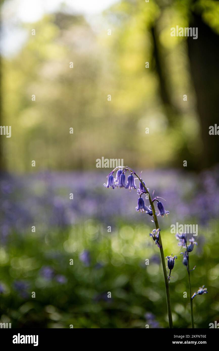 Bluebells wild flowers hi-res stock photography and images - Alamy