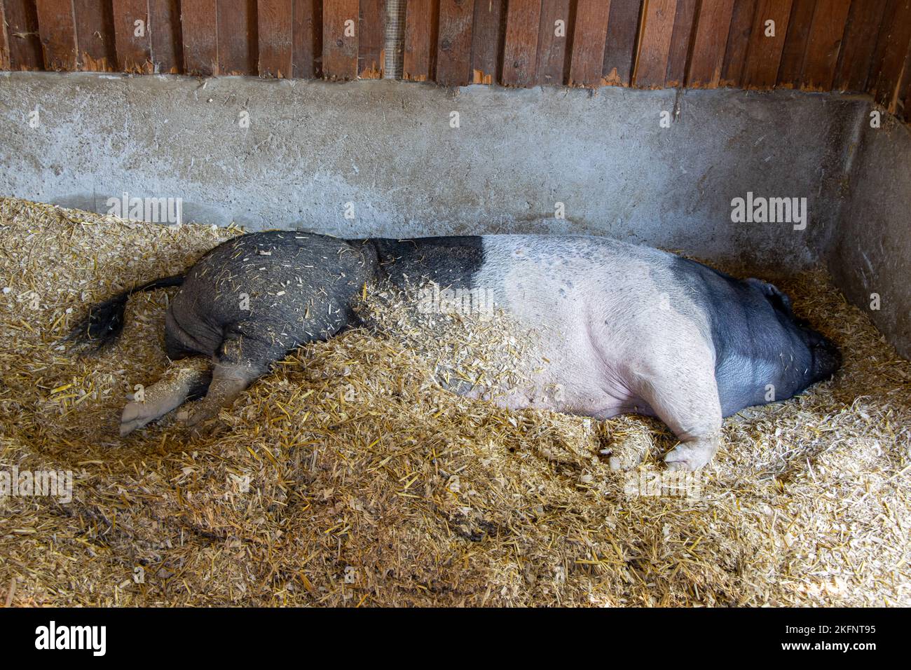 The large pig is resting in the cattle shed Stock Photo - Alamy