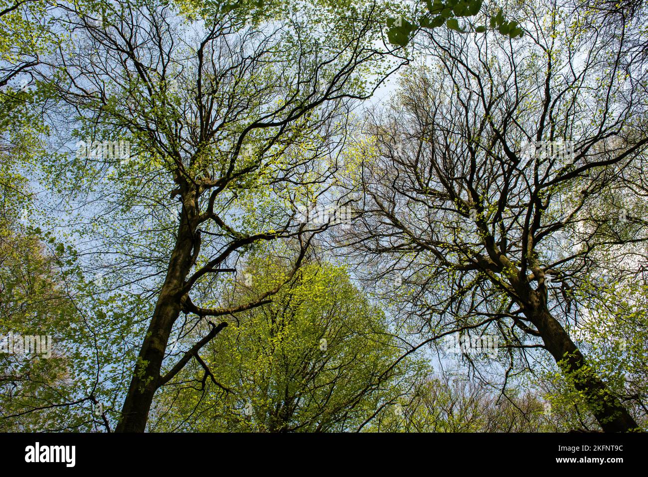 Looking up at trees hi-res stock photography and images - Alamy