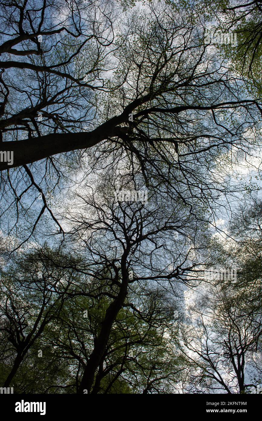 Looking up at trees hi-res stock photography and images - Alamy