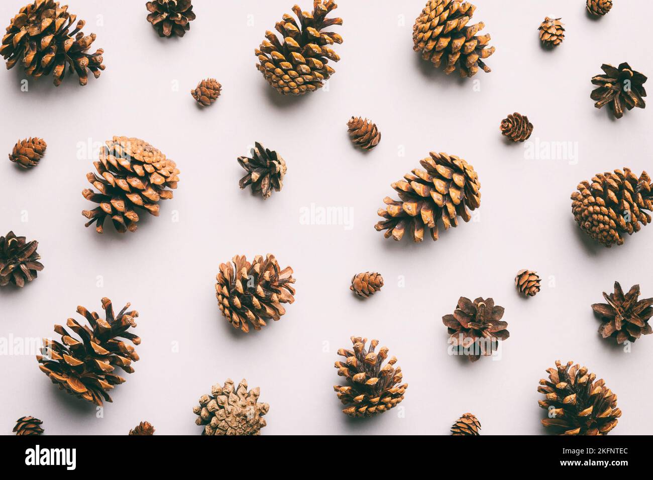 pine cones on colored table. natural holiday background with pinecones ...